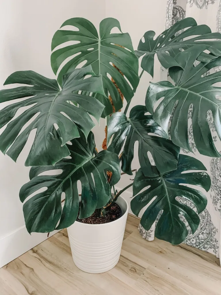 Bukan Monstera, Ini Tanaman Yang Lebih Cocok Untuk Pemula - Diagram Kota